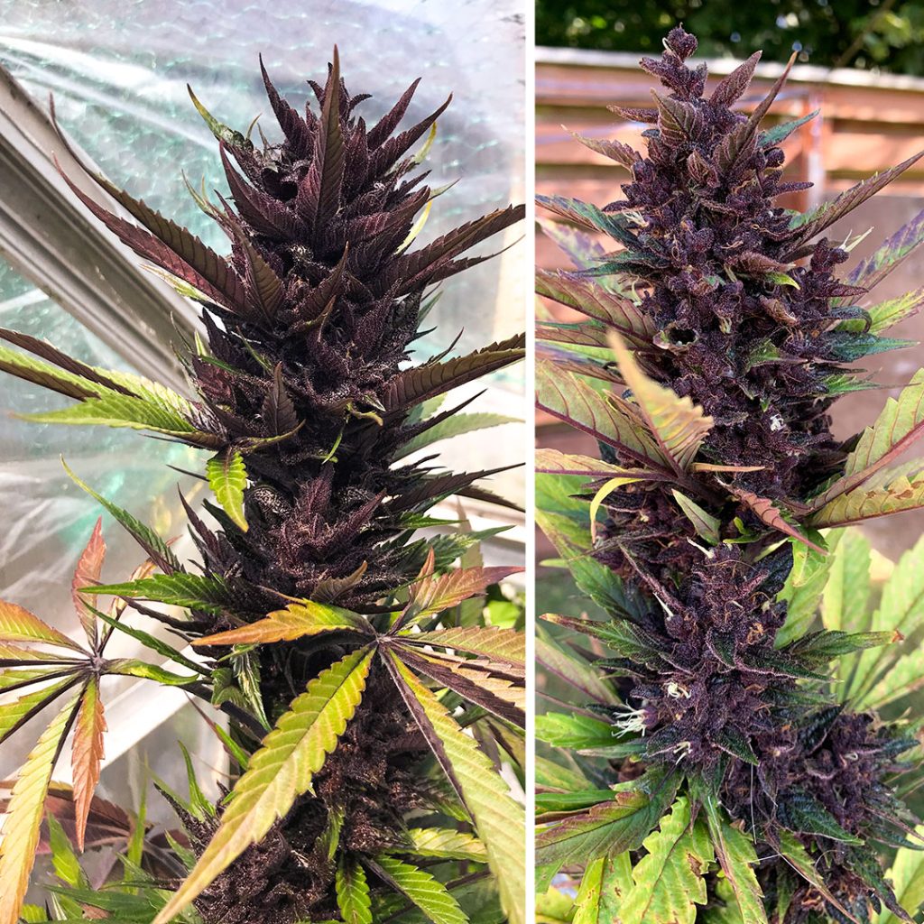 Auto Forbidden Cherry x3 – Dutch Passion - Psiconautas Shop